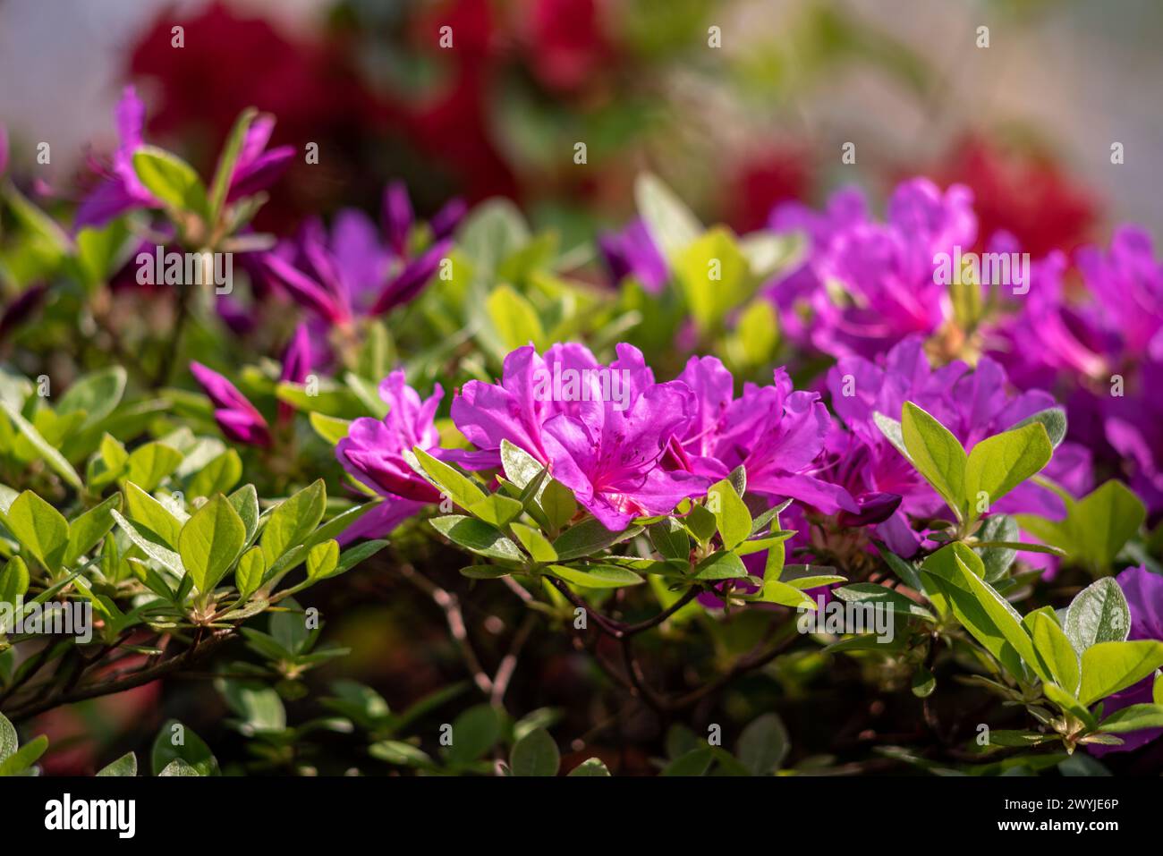Rhododendron mucronulatum, Korean rhododendron rosebay Azalea shrub ...