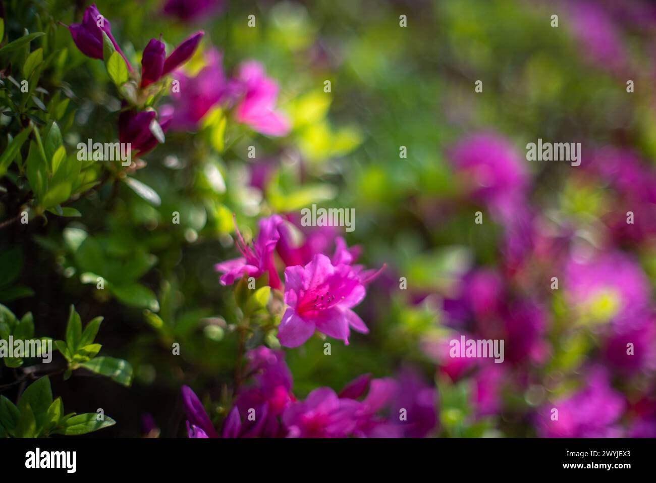 Rhododendron mucronulatum, Korean rhododendron rosebay Azalea shrub ...