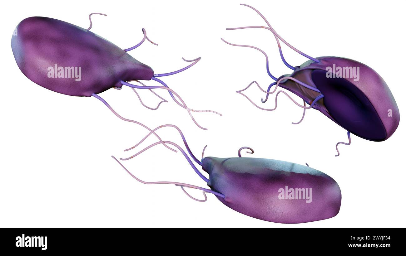 3d rendering of Giardia, is a microscopic parasite that lives in the ...
