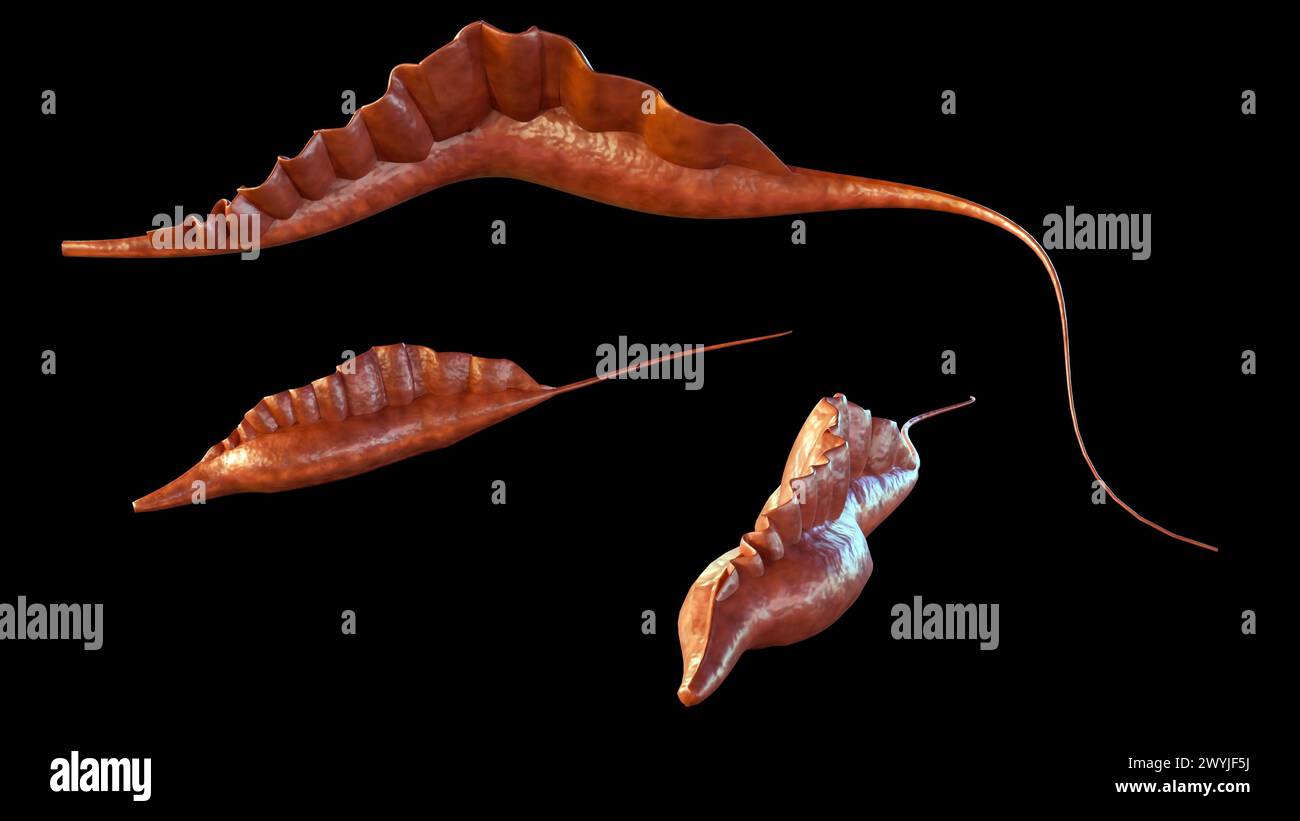 3d rendering protozoans of the genus Trypanosoma, it causes Human ...