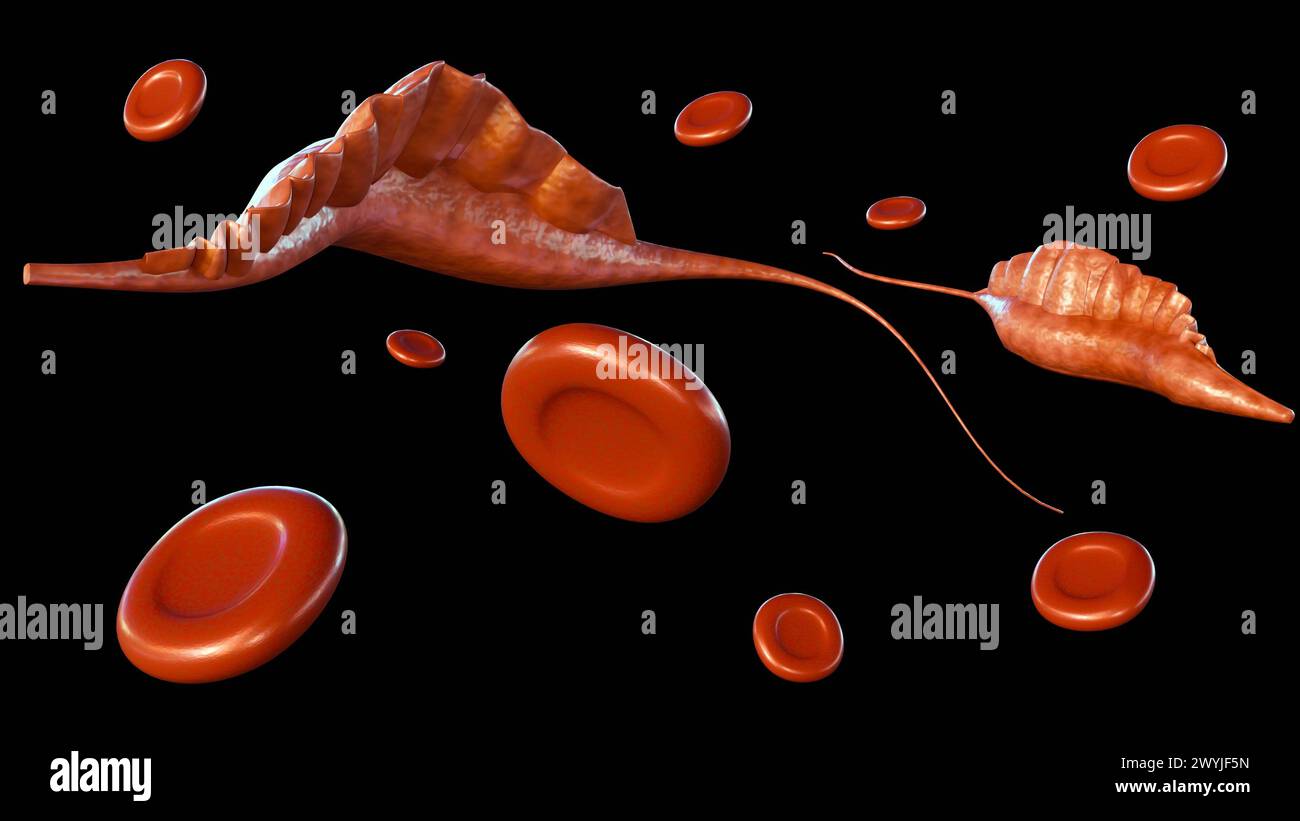 3d rendering protozoans of the genus Trypanosoma, it causes Human ...