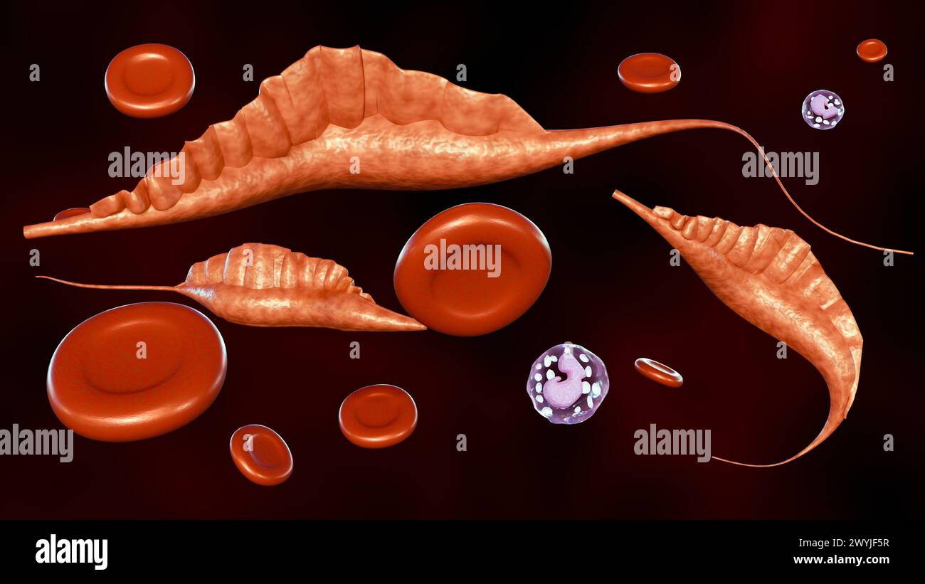 3d rendering protozoans of the genus Trypanosoma, it causes Human ...