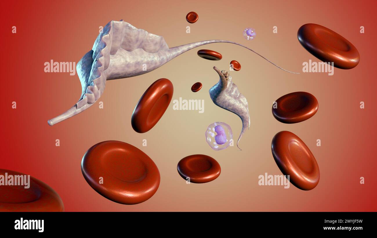 3d rendering protozoans of the genus Trypanosoma, it causes Human ...