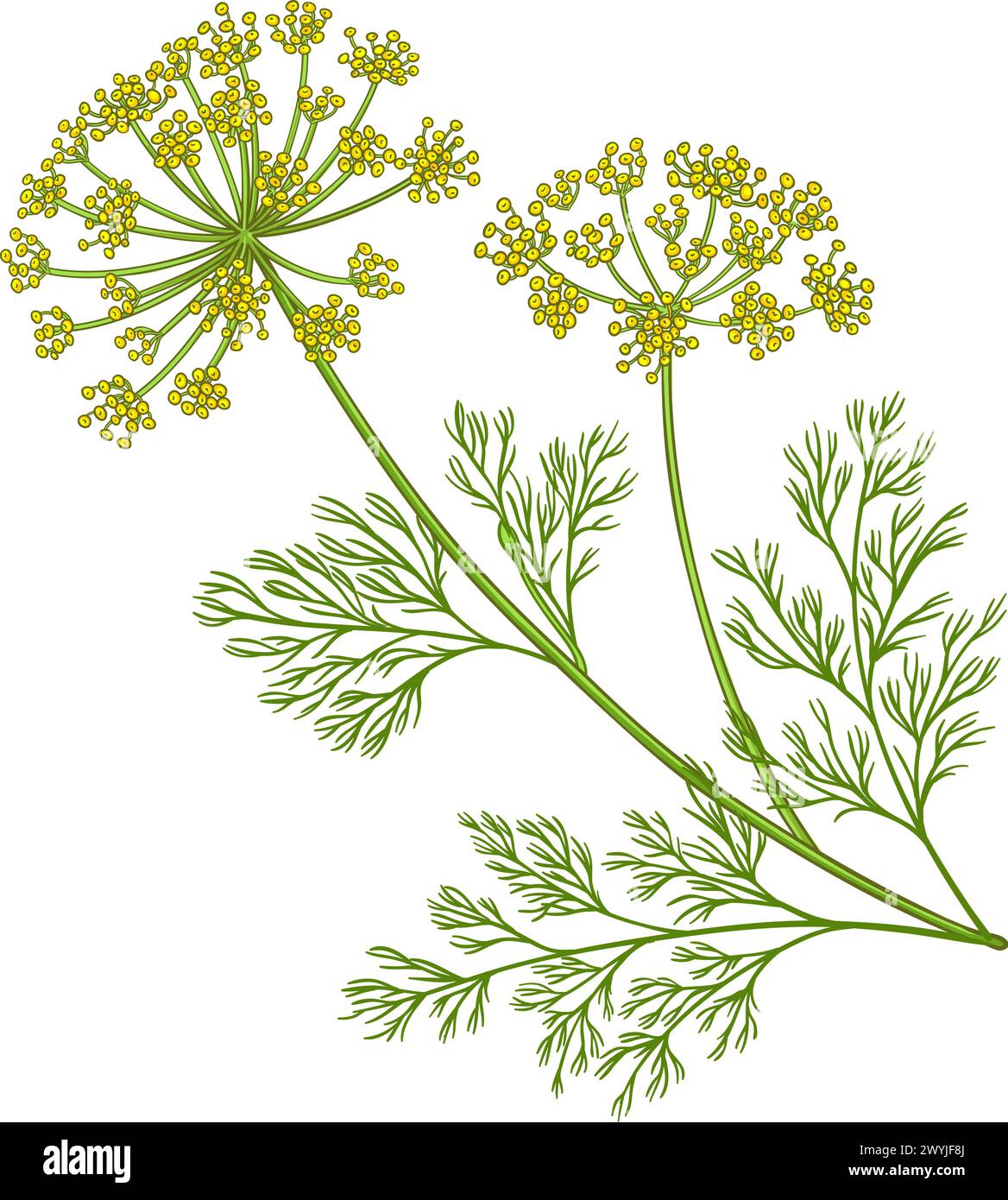 Dill Plant Colored Detailed Illustration Stock Vector Image & Art - Alamy