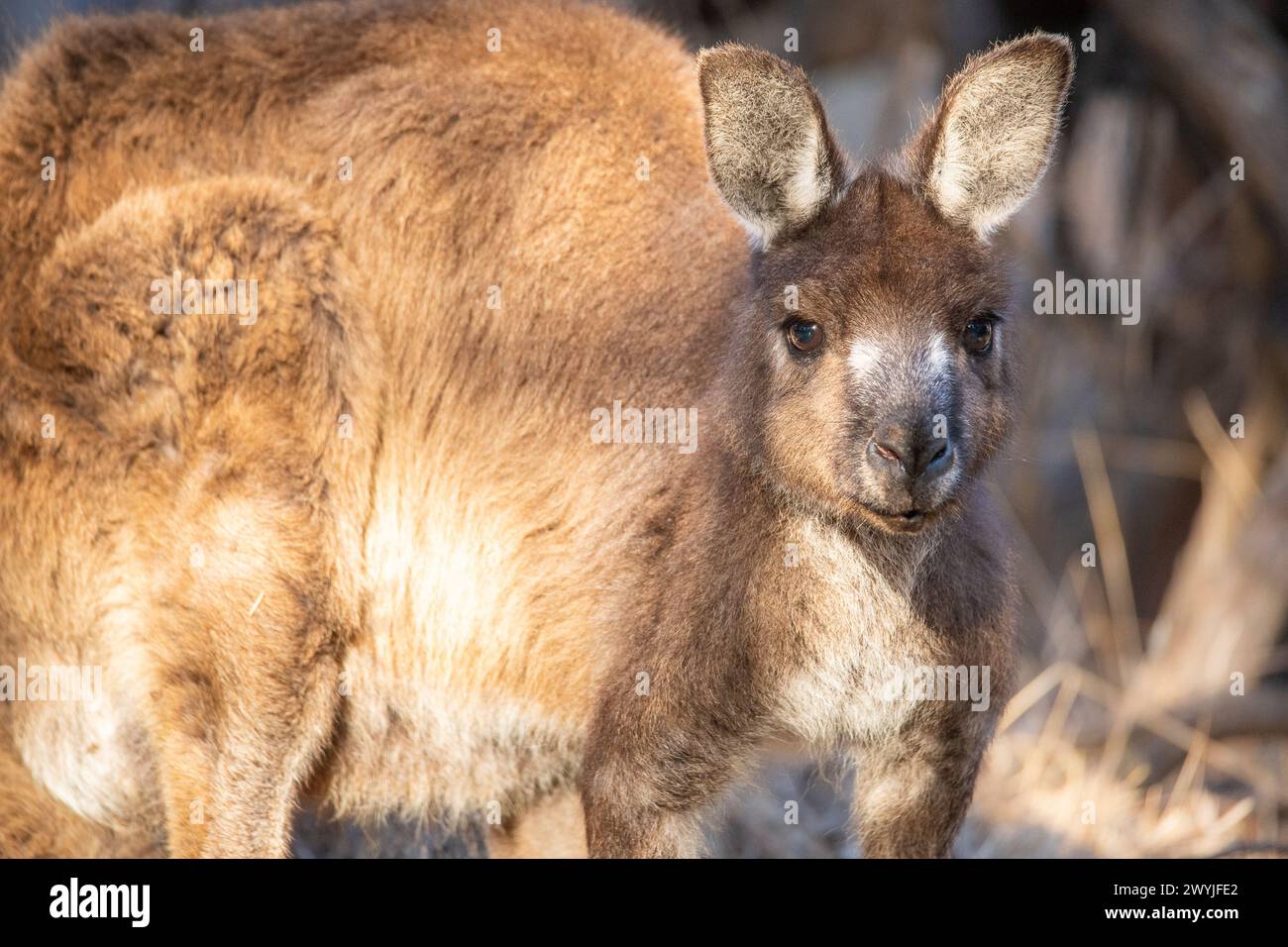 Kangaroo Island western grey kangaroo or simply Kangaroo Island grey ...