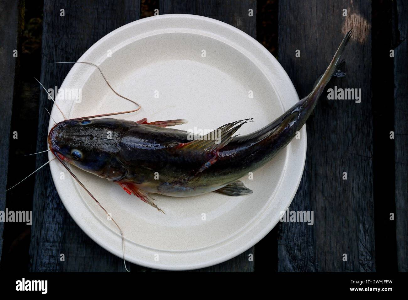 Borneo jungle fishing hi-res stock photography and images - Alamy