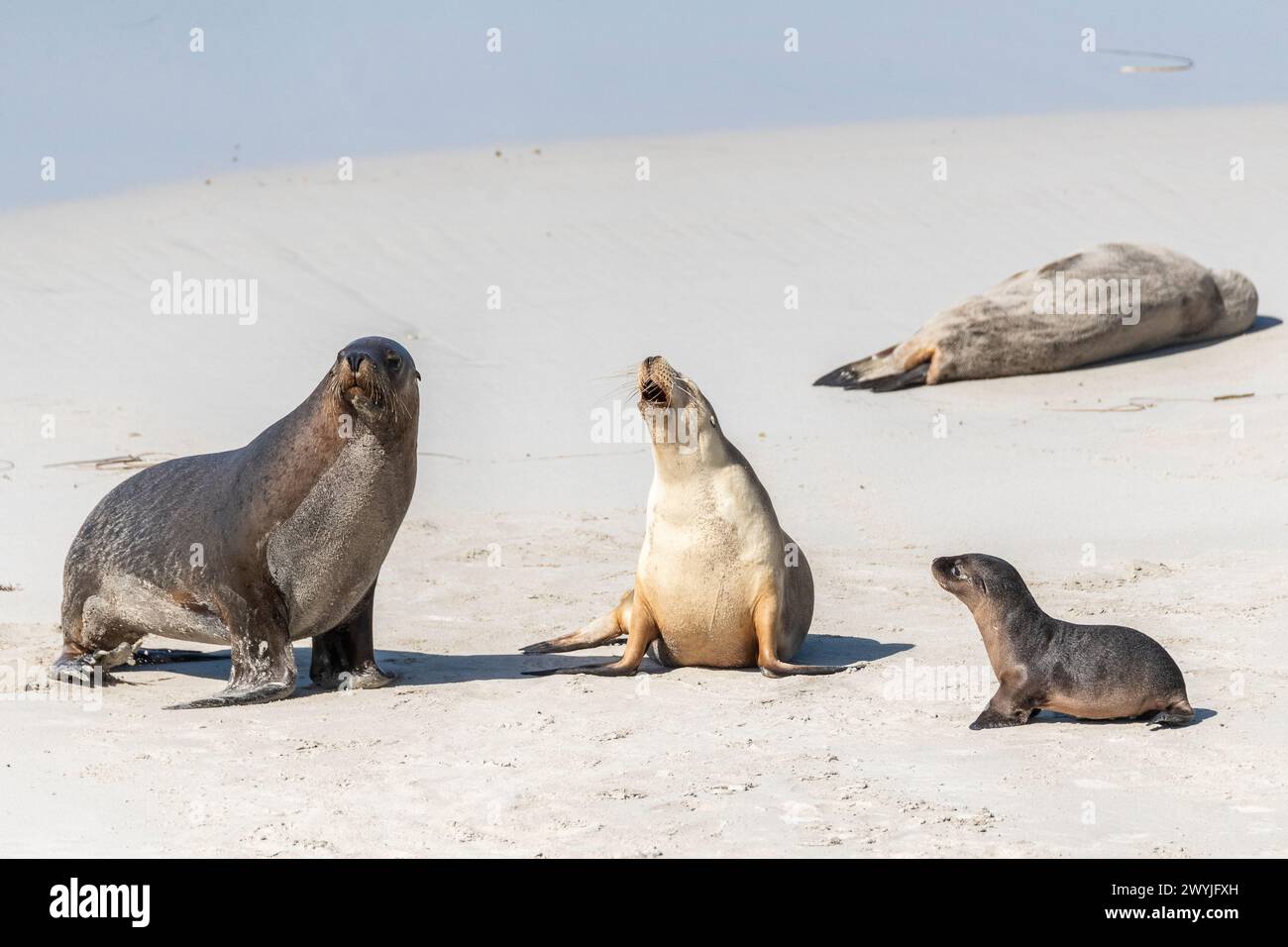 Australian sea lion (Neophoca cinerea), from left to right, male just ...