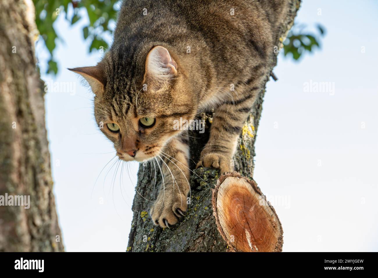 Big cats big kitty hi-res stock photography and images - Alamy