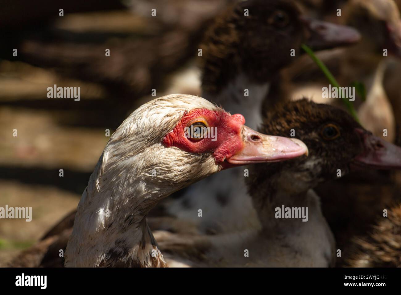 Adult male muscovy duck hi-res stock photography and images - Alamy