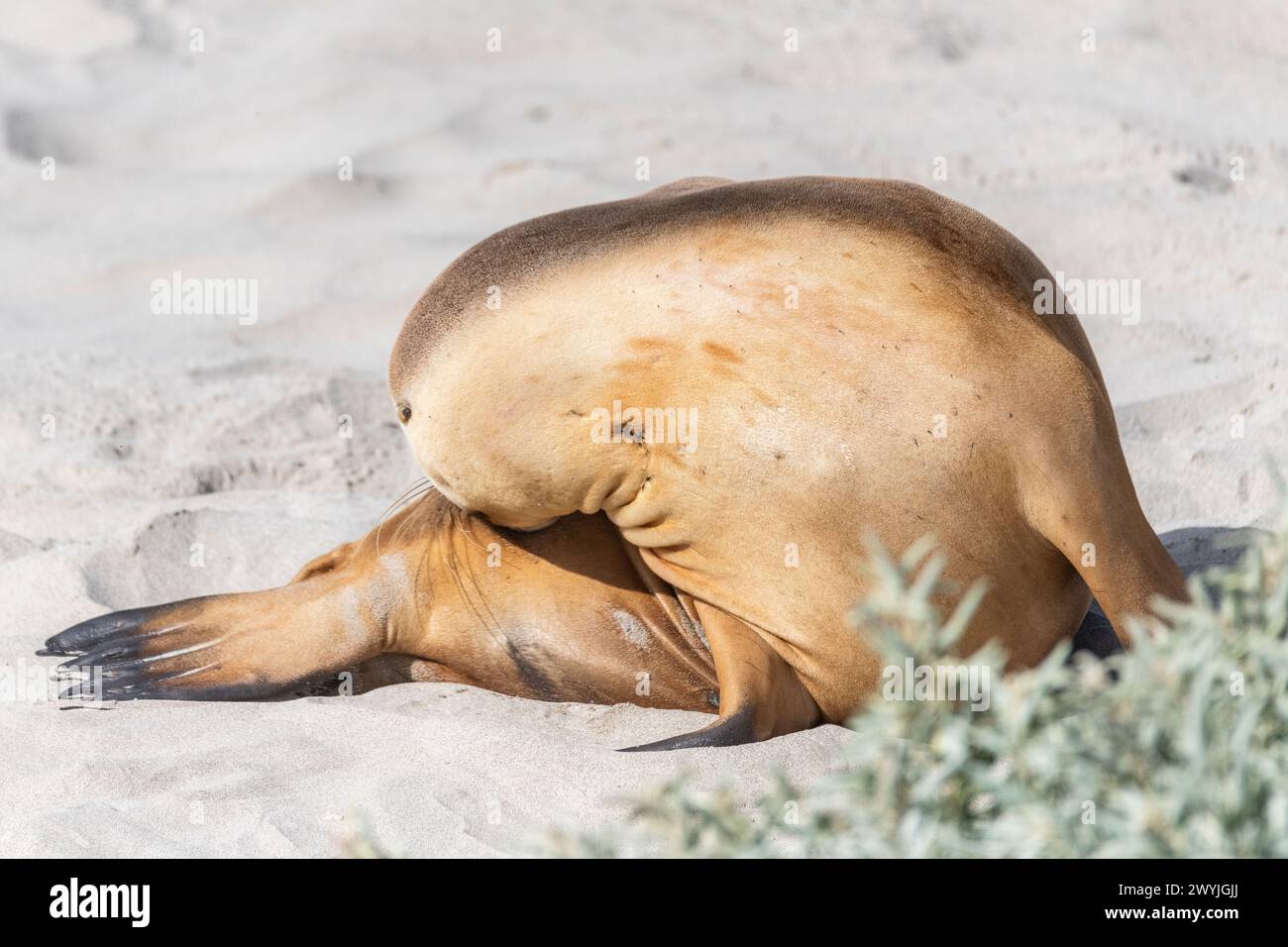 Australian sea lion (Neophoca cinerea), female, bites her lower back ...