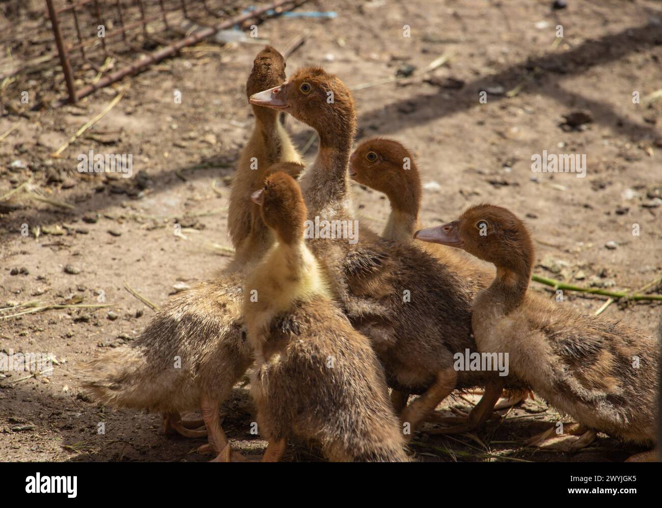 Barnyard duck hi-res stock photography and images - Alamy