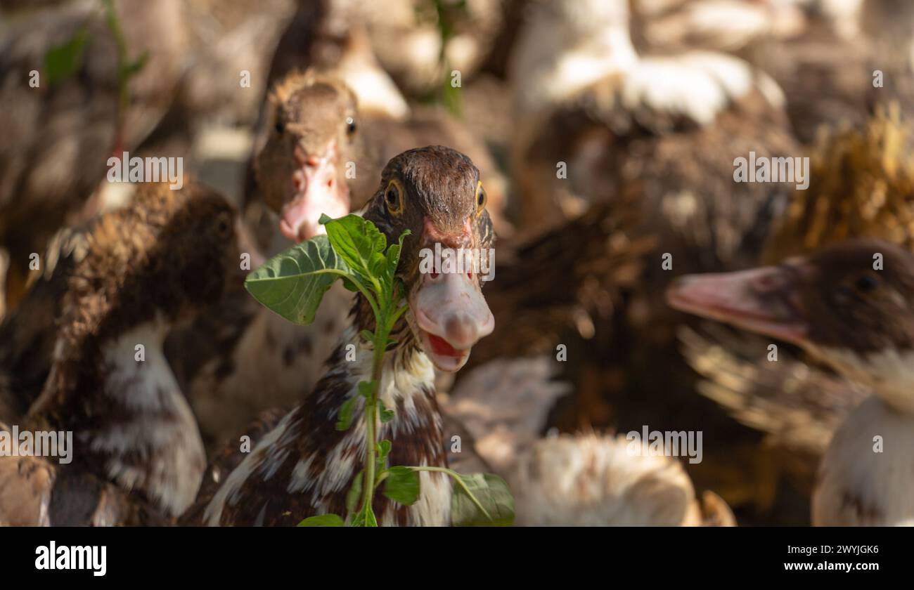 Brown muscovy ducks in the barnyard eating grass Stock Photo - Alamy