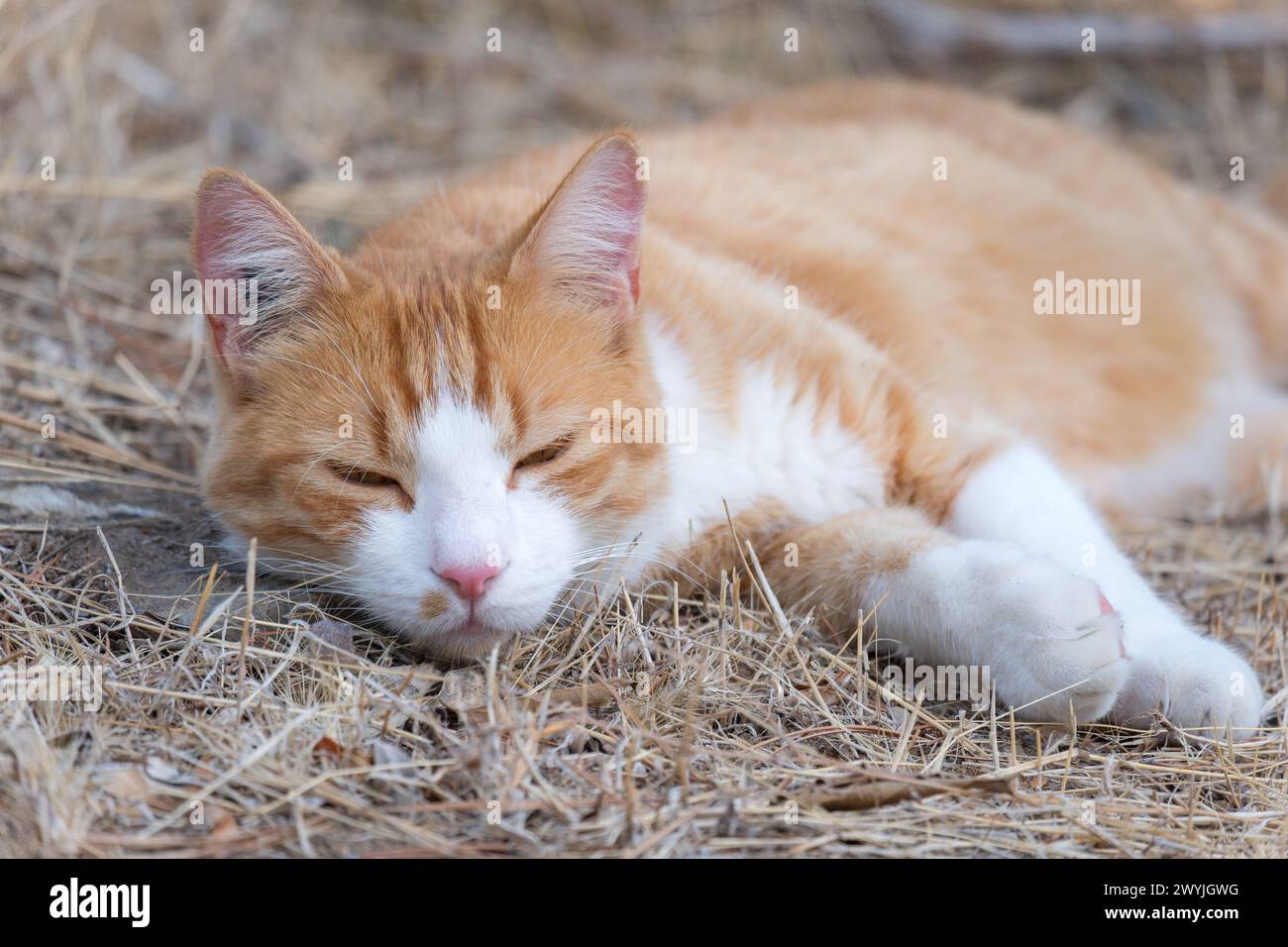 Sleeping ginger domestic cat hi-res stock photography and images - Alamy
