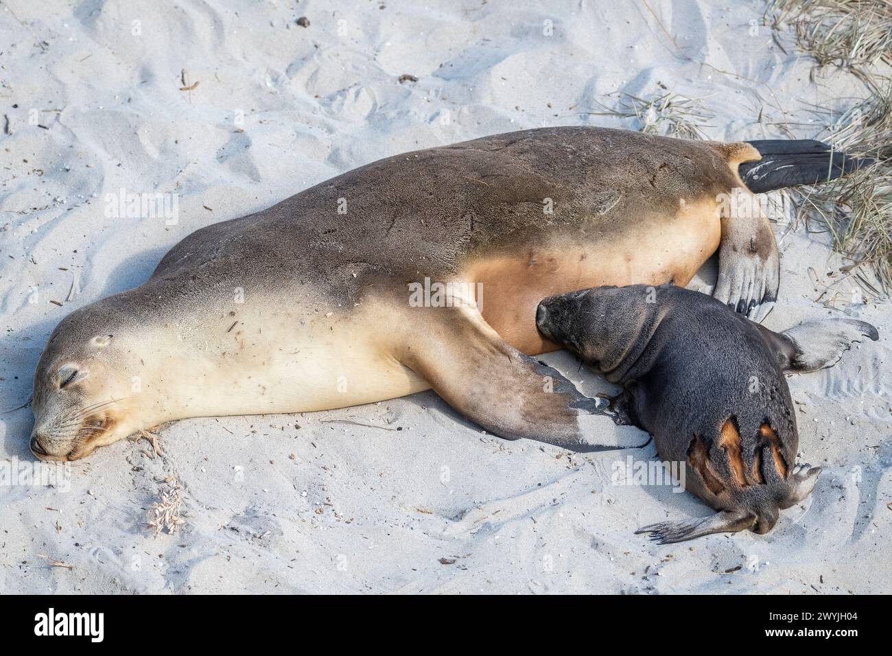 Female australian sea lion and pup hi-res stock photography and images ...