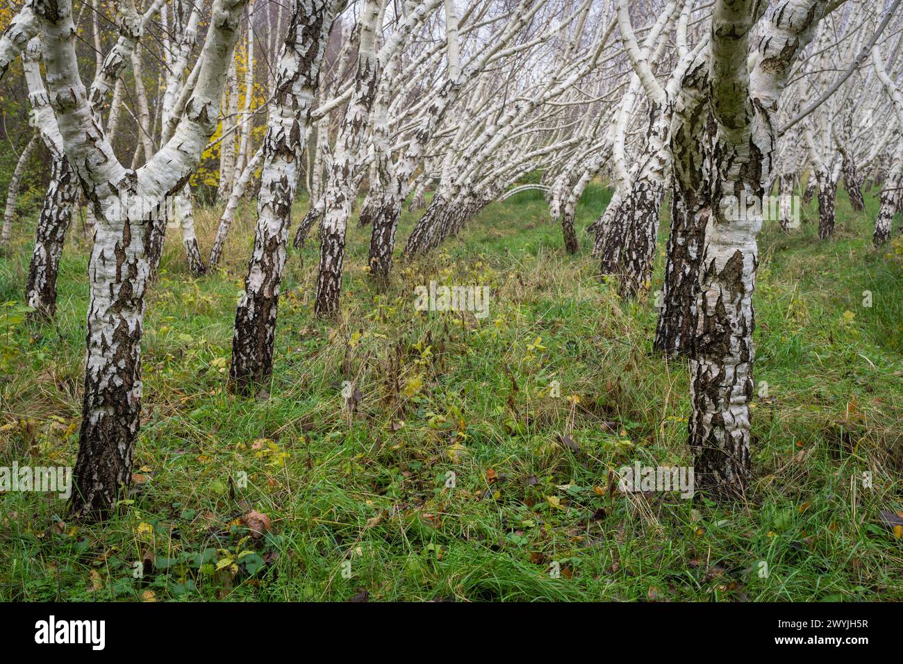 Planted Betula pendula var. carelica in autumn. Curly birch is a ...