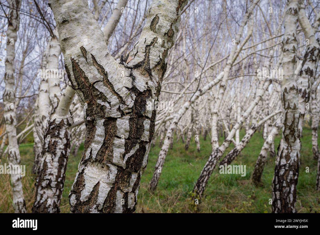 Planted Betula pendula var. carelica in autumn. Curly birch is a ...