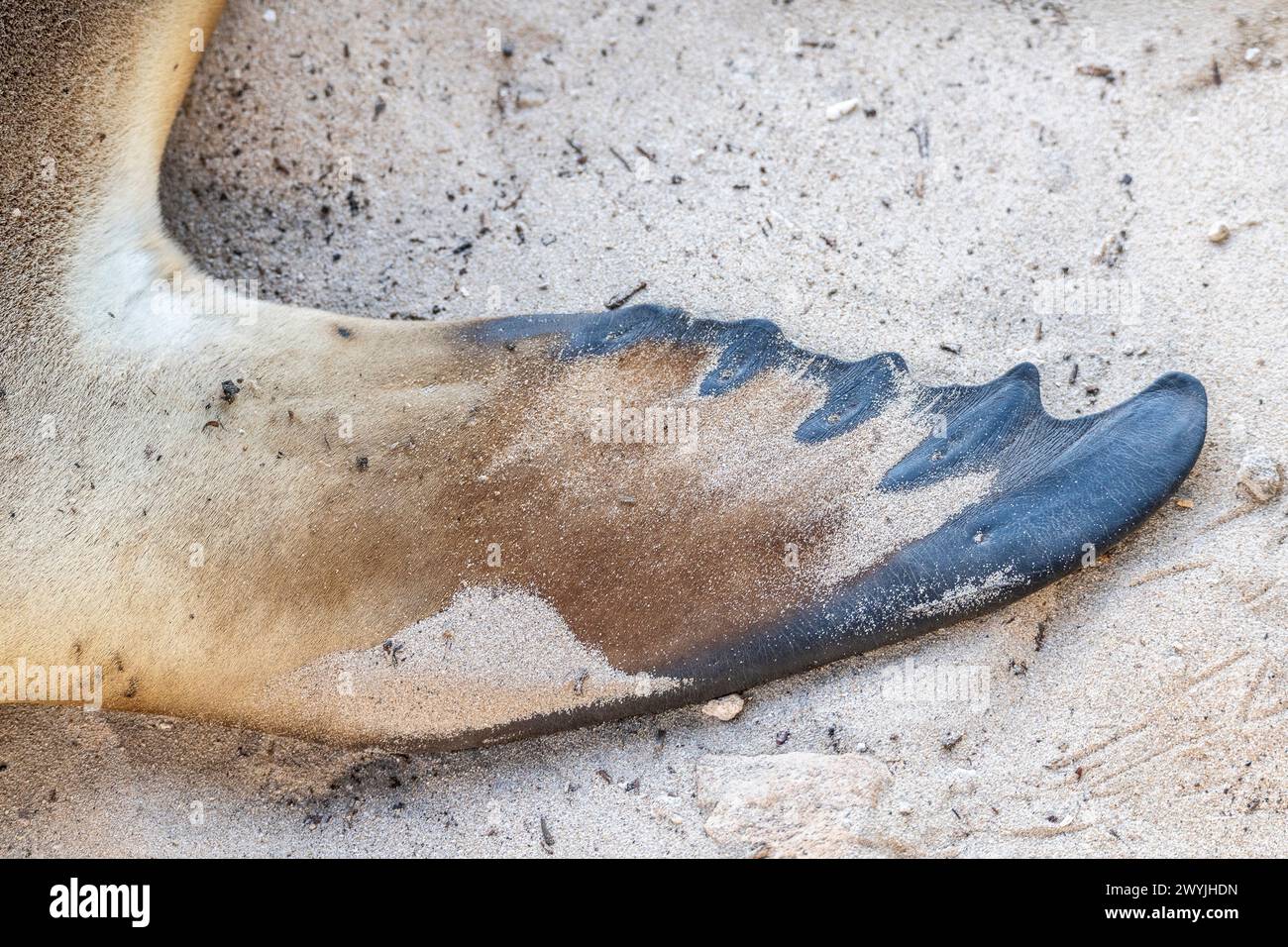 Australian sea lion (Neophoca cinerea), detail of a front leg (fin ...