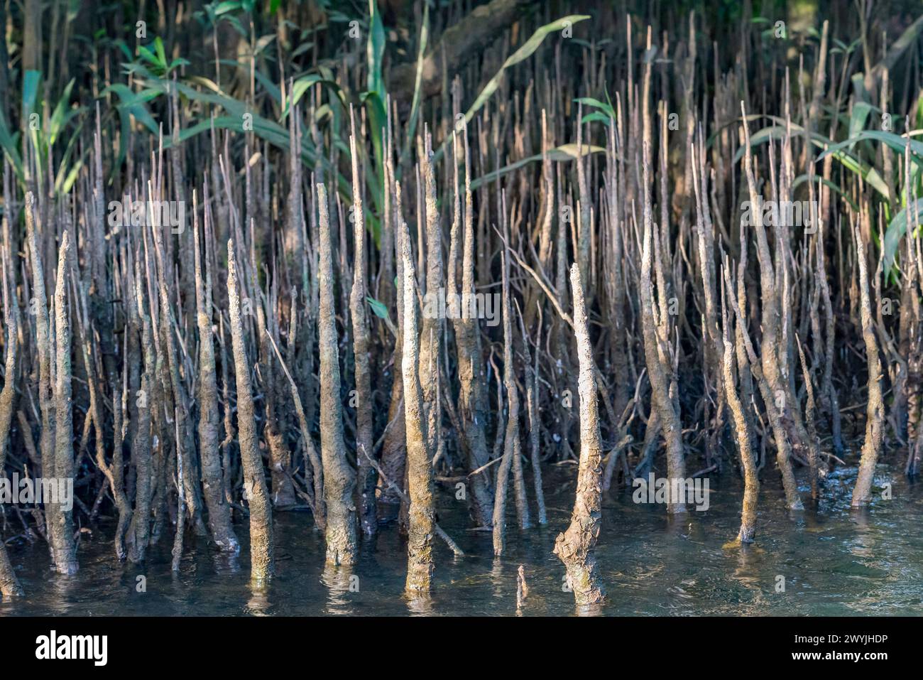Breathing roots of the Red (Sonneratia) Mangroves on the banks of the ...