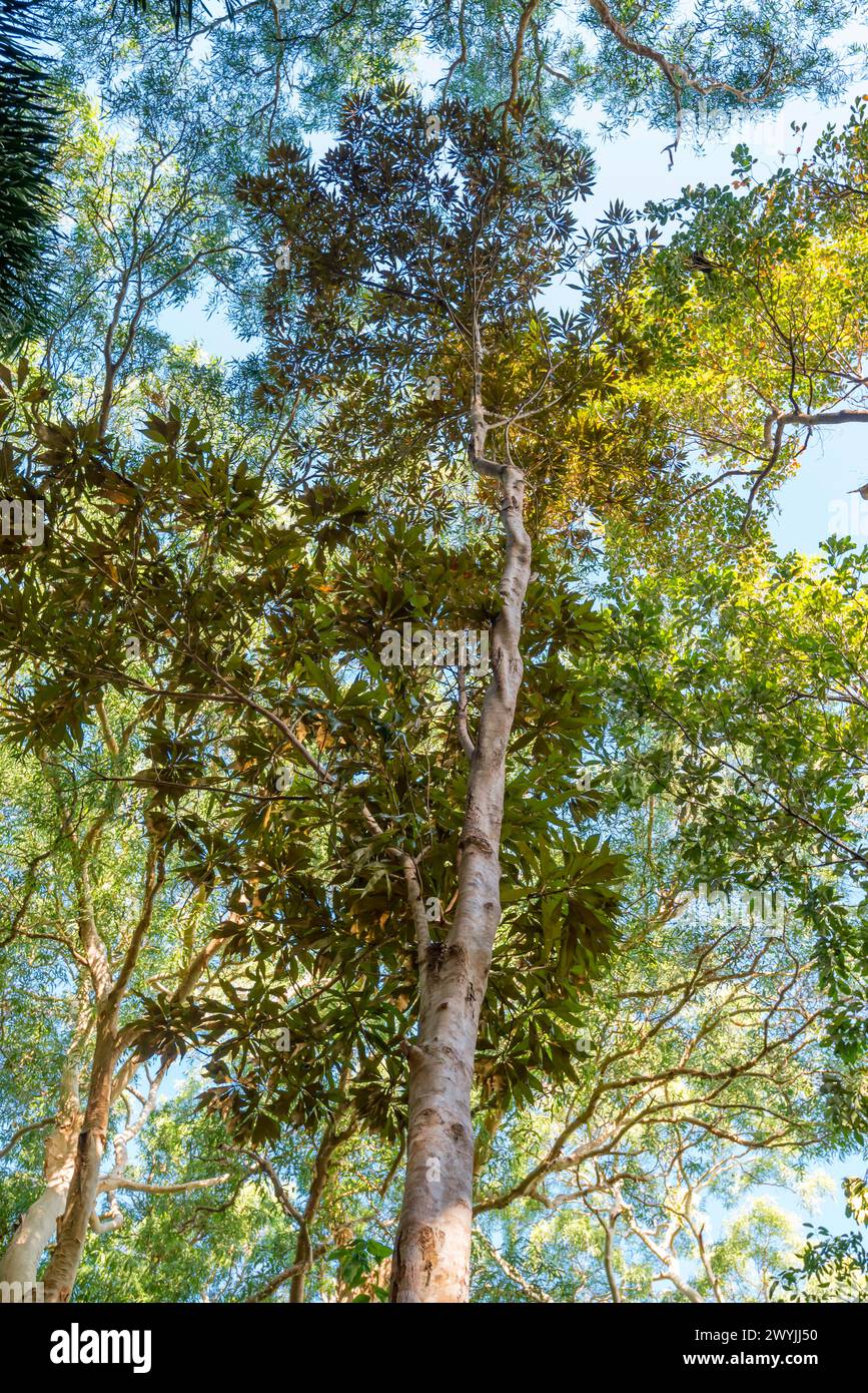 Bailey's Silky Oak, Findlay's Silky Oak, White Oak (Grevillea baileyana ...