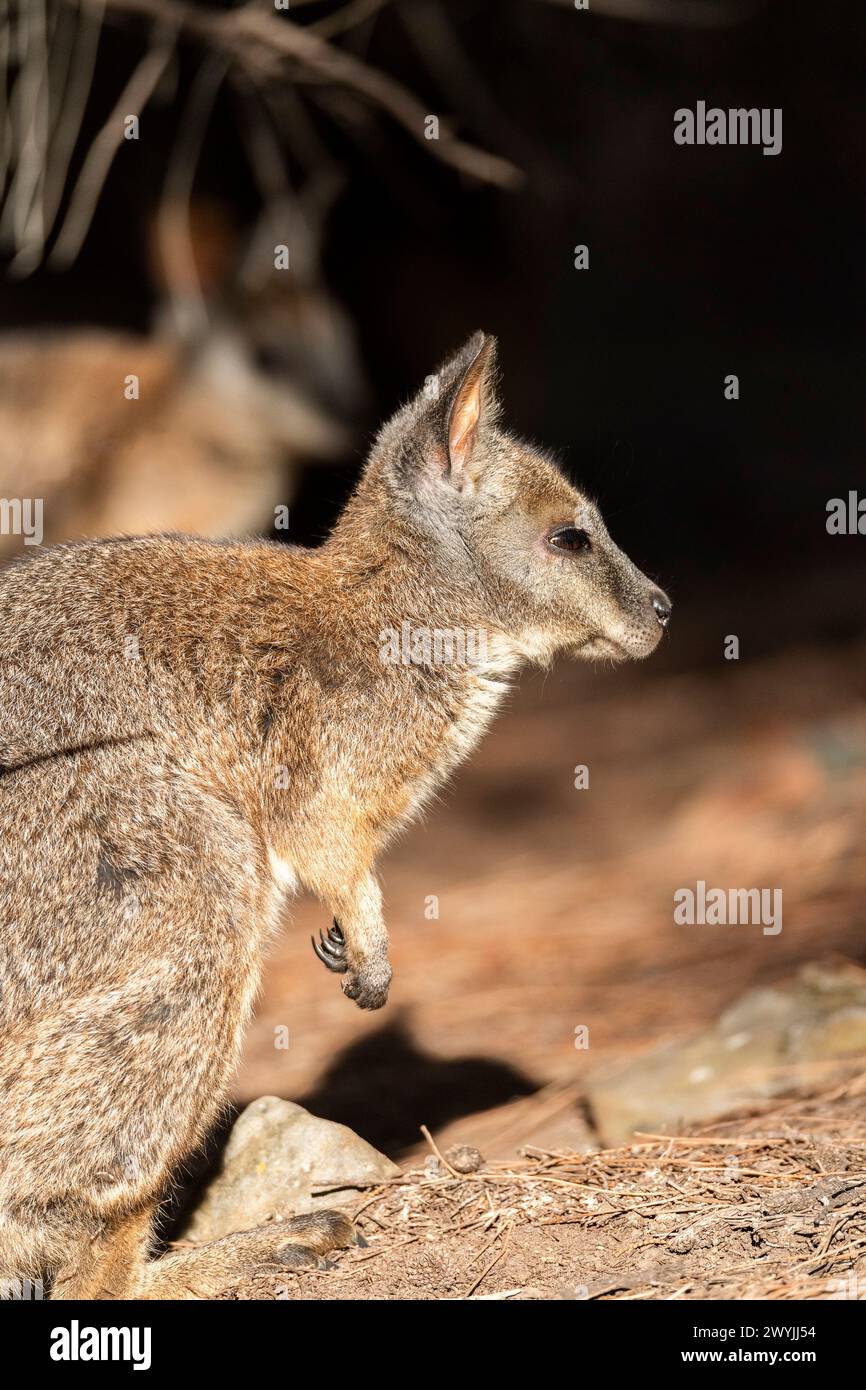Tammar wallaby (Notamacropus eugenii), also known as the dama wallaby ...