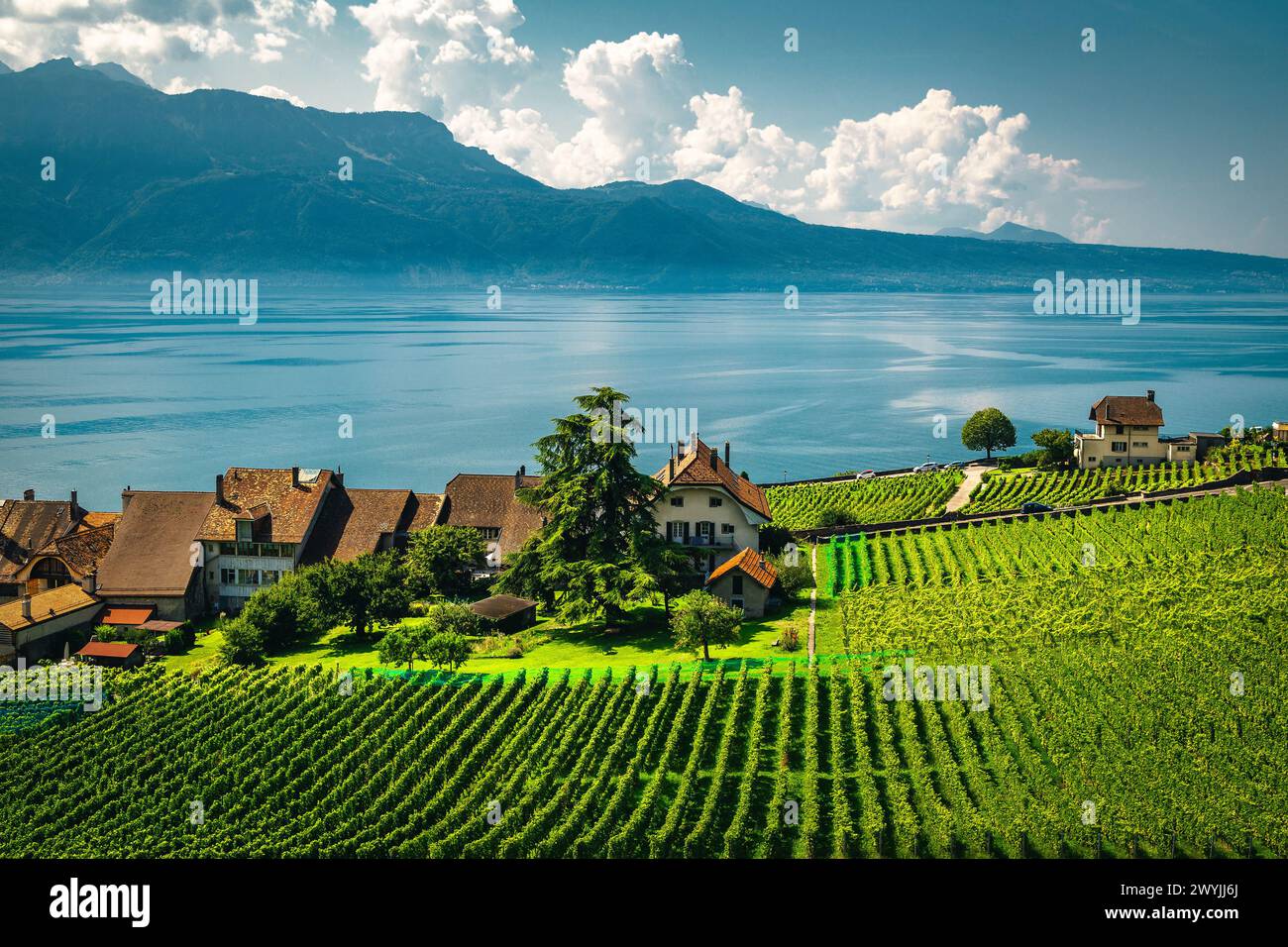 Orderly terraced vineyard and Lake Geneva view. Green vine rows on the ...