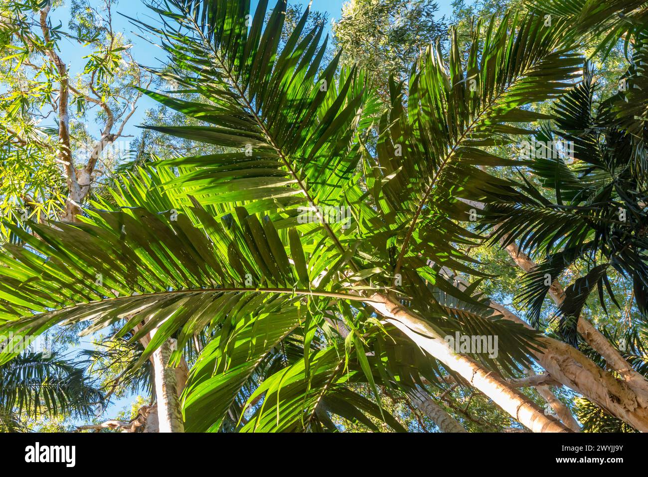 A Carpentaria Palm (Carpentaria acuminata) in far north Queensland ...
