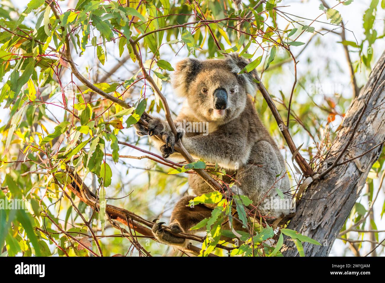 Koala (Phascolarctos cinereus) in a tree, an Eucalyptus Stock Photo - Alamy