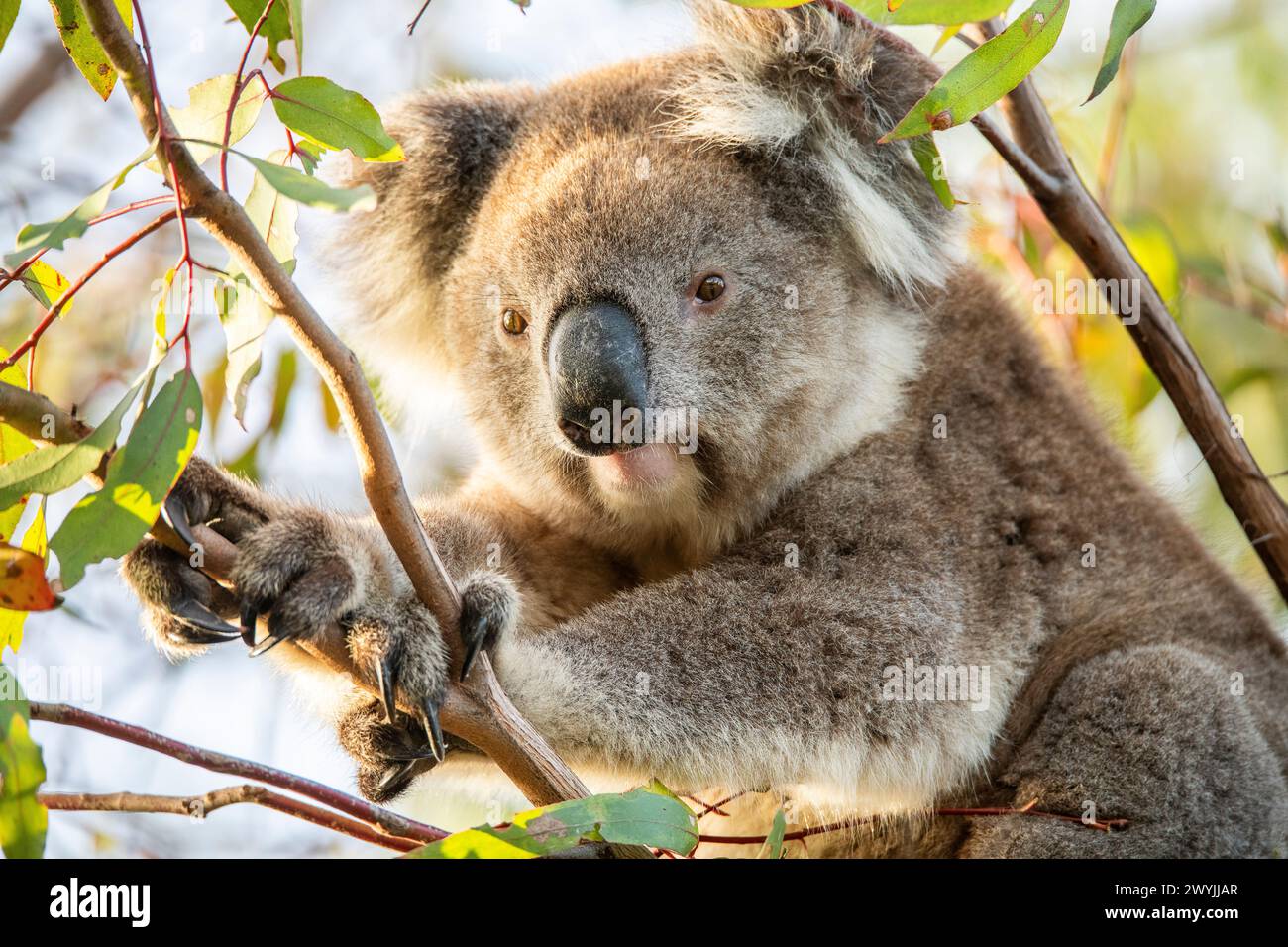 Koala (Phascolarctos cinereus) in a tree, an Eucalyptus Stock Photo - Alamy