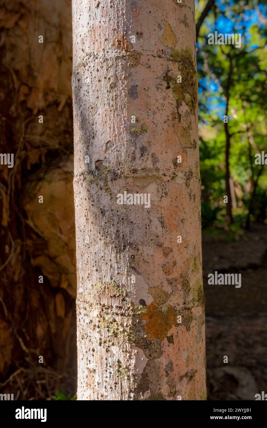 A Carpentaria Palm (Carpentaria acuminata) in far north Queensland ...