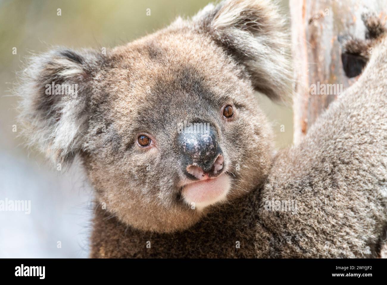 Koala (Phascolarctos cinereus) in a tree, an Eucalyptus Stock Photo - Alamy