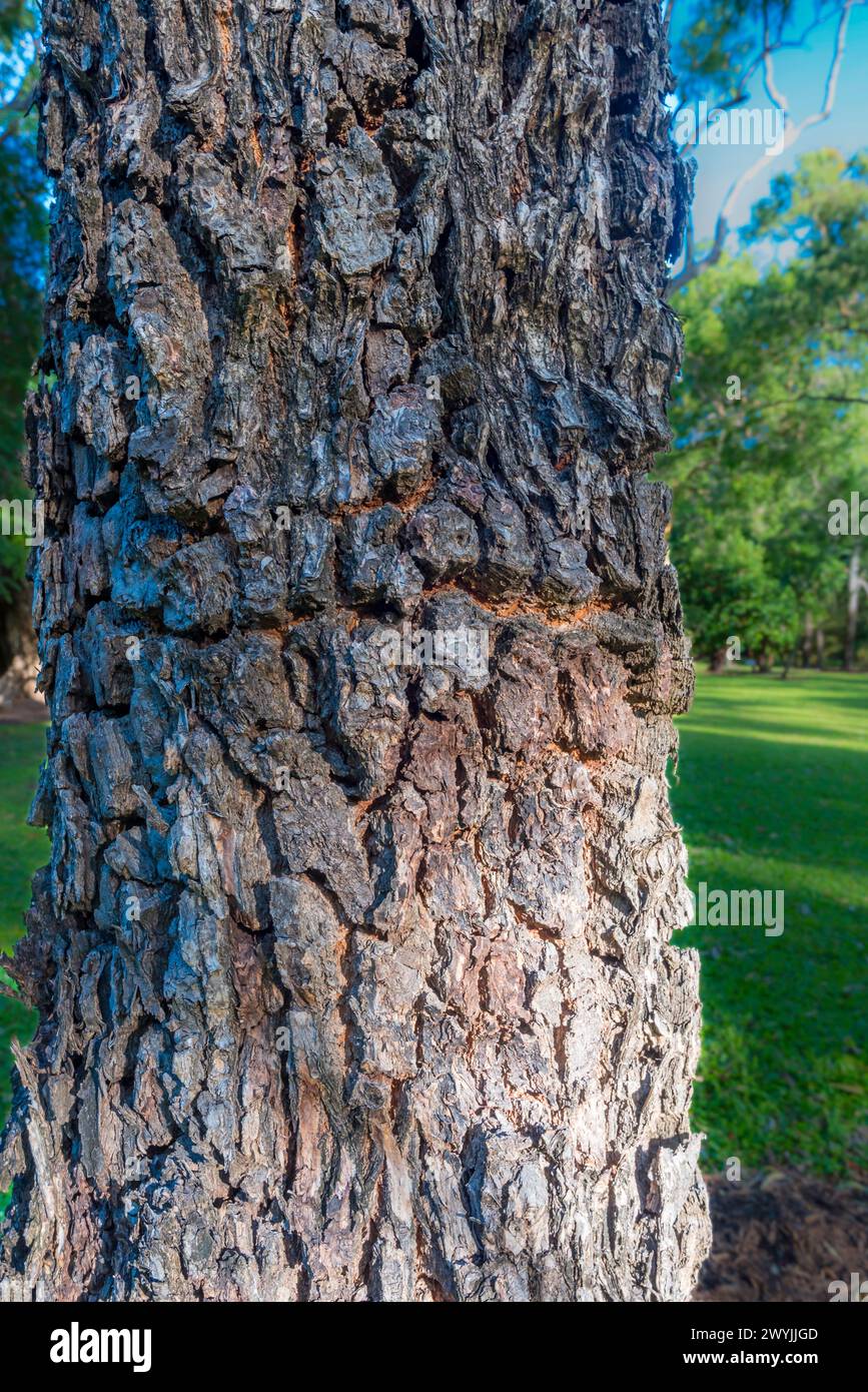 An Australian Almond (Terminalia muelleri) in Far North Queensland ...