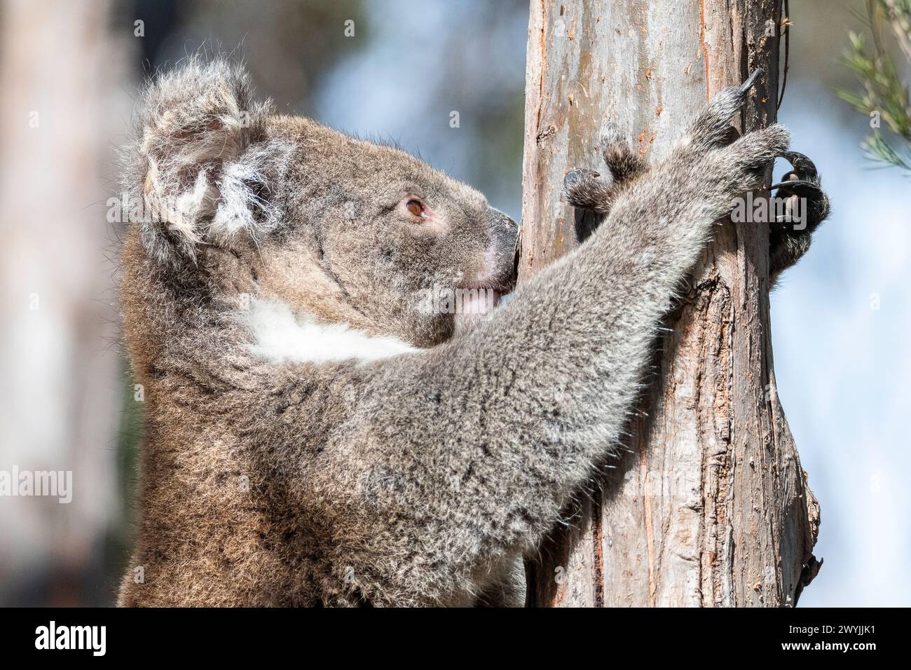 Koala (Phascolarctos cinereus) in a tree, an Eucalyptus Stock Photo - Alamy