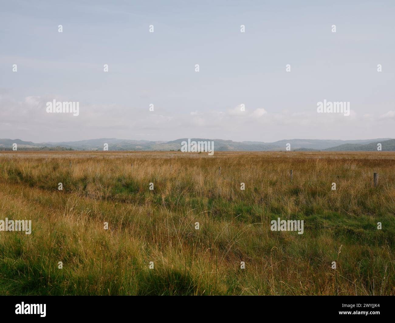 The empty summer landscape of Moine Mhor National Nature Reserve in ...