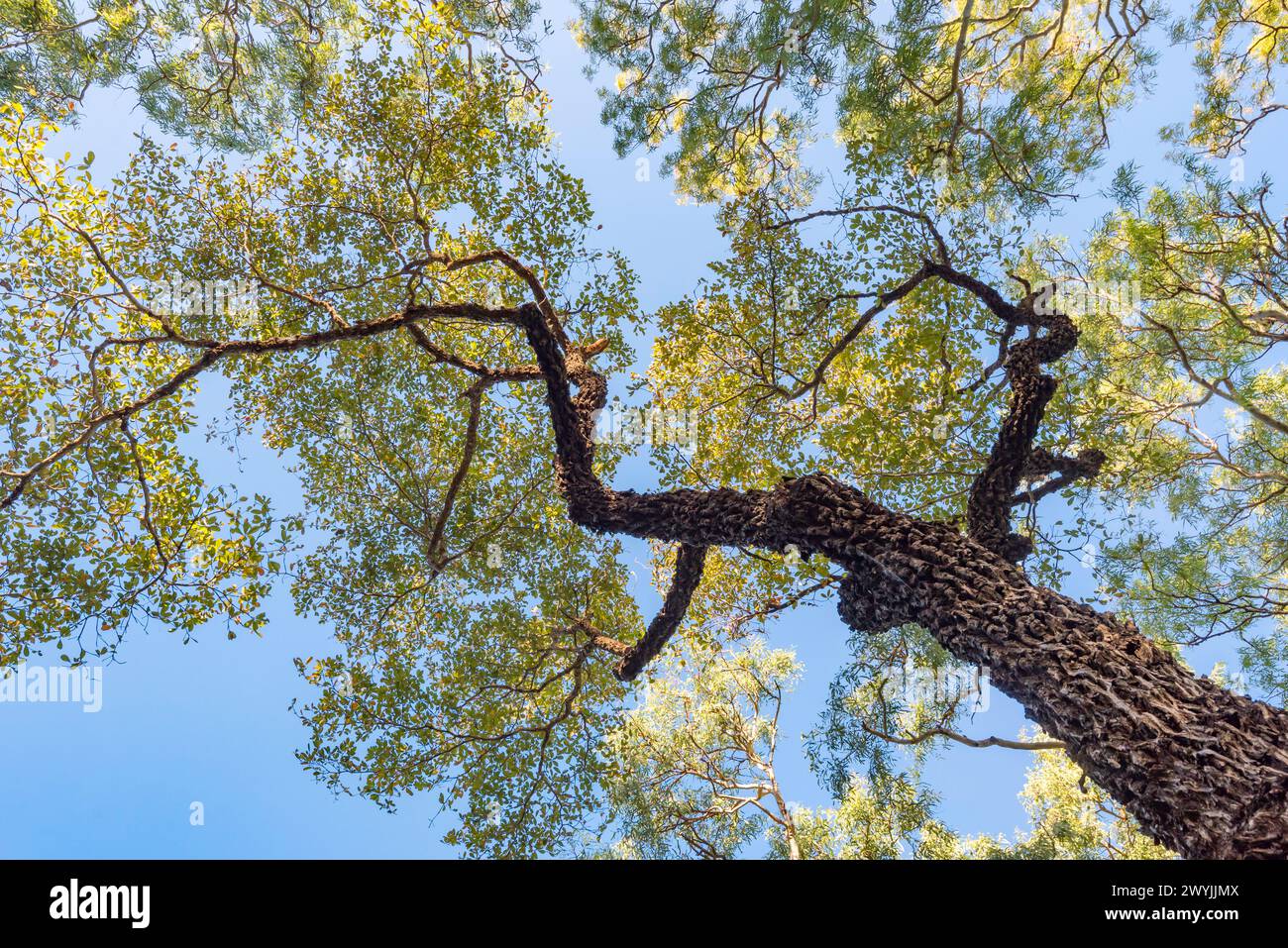 An Australian Almond (Terminalia muelleri) in Far North Queensland ...
