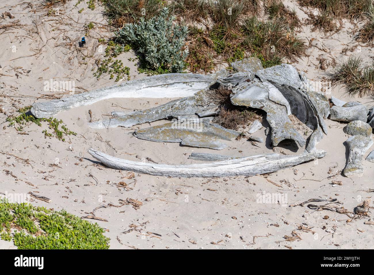 Whale identification hi-res stock photography and images - Alamy