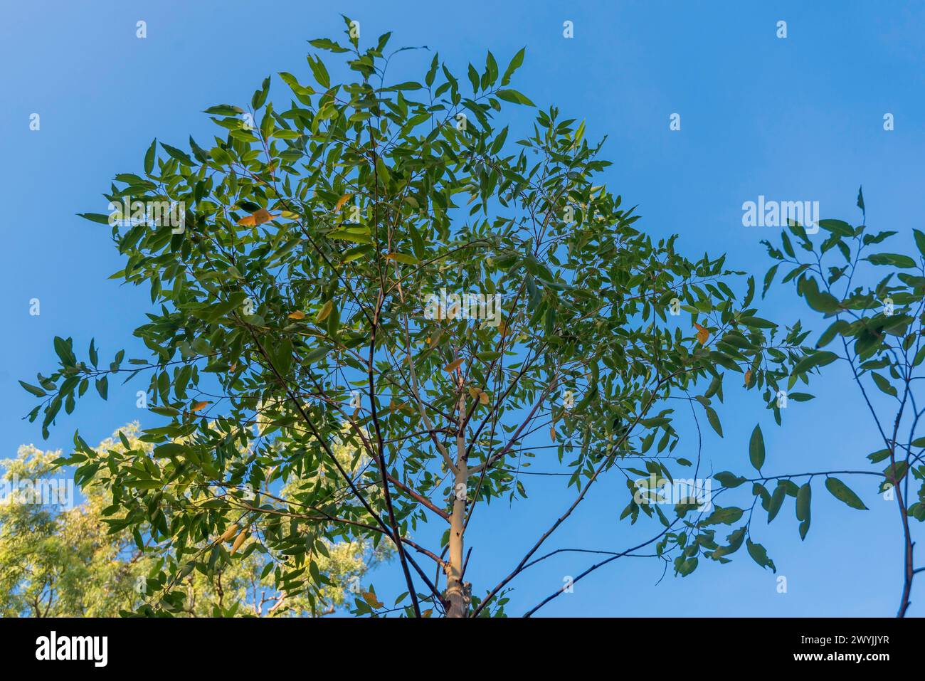 Gympie gympie hi-res stock photography and images - Alamy