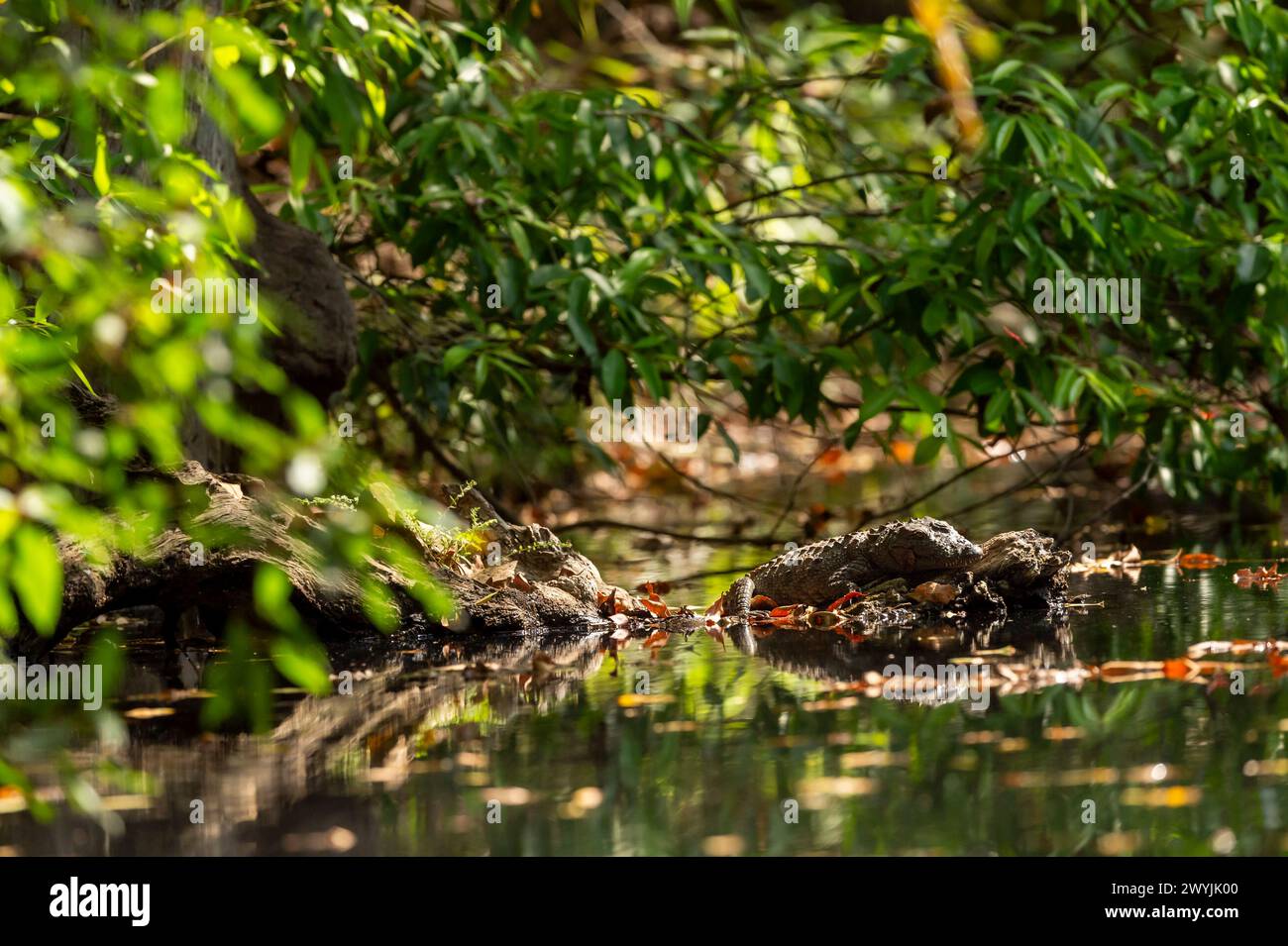 Marsh crocodile or mugger crocodile or broad snouted crocodile ...