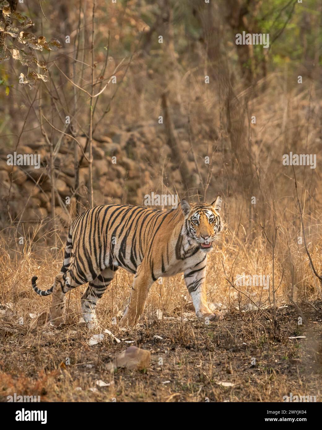 wild sub adult male bengal tiger panthera tigris walking head on ...