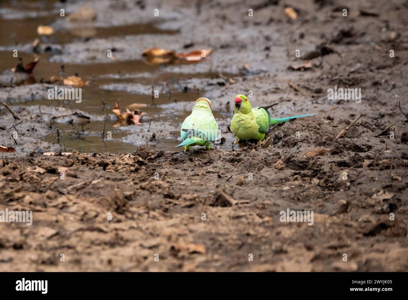 Rose ringed parakeet or ring necked parakeet or Psittacula krameri pair ...