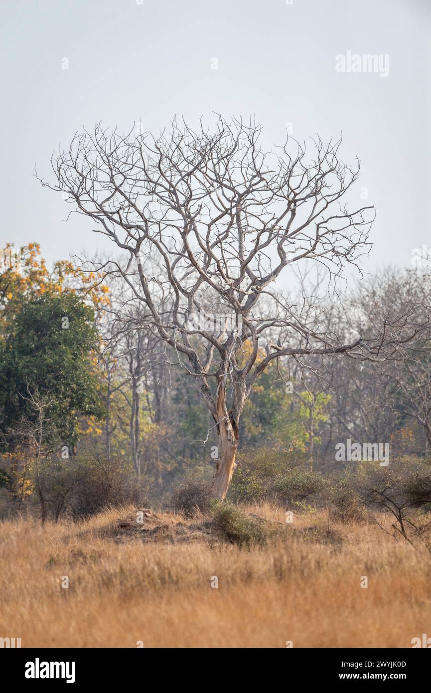 Abandoned Tree or old tree in forest safari at panna national park ...