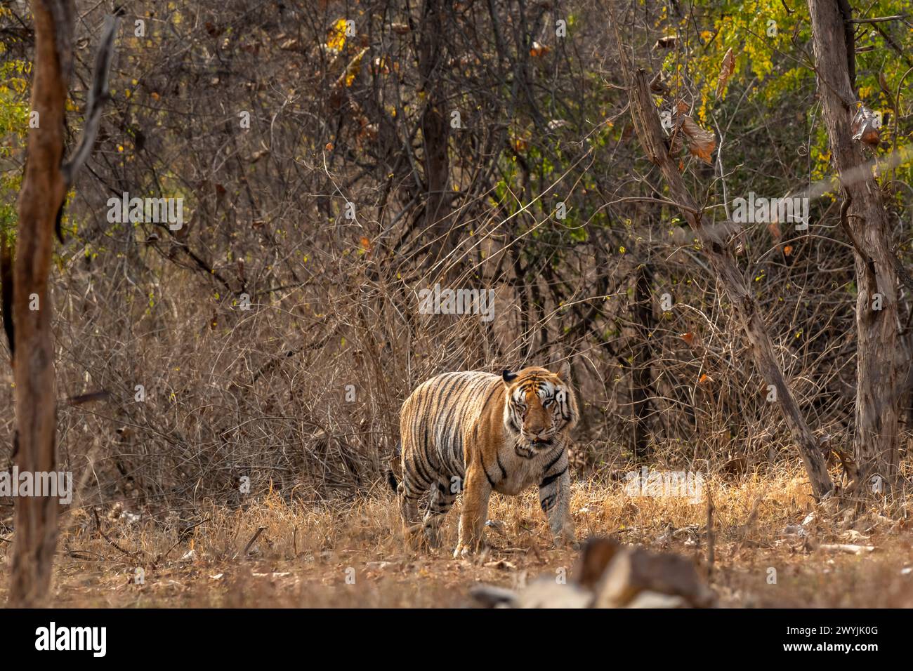 wild huge male bengal tiger panthera tigris walking head on territory ...