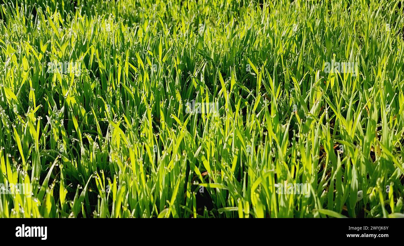 Dawn with dew hi-res stock photography and images - Alamy