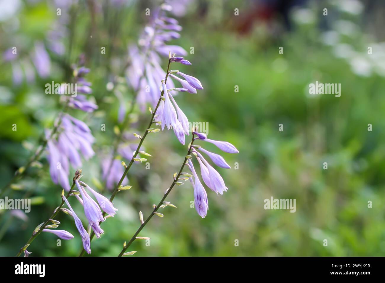Hosta flower in bloom. Purple garden flowers Stock Photo - Alamy