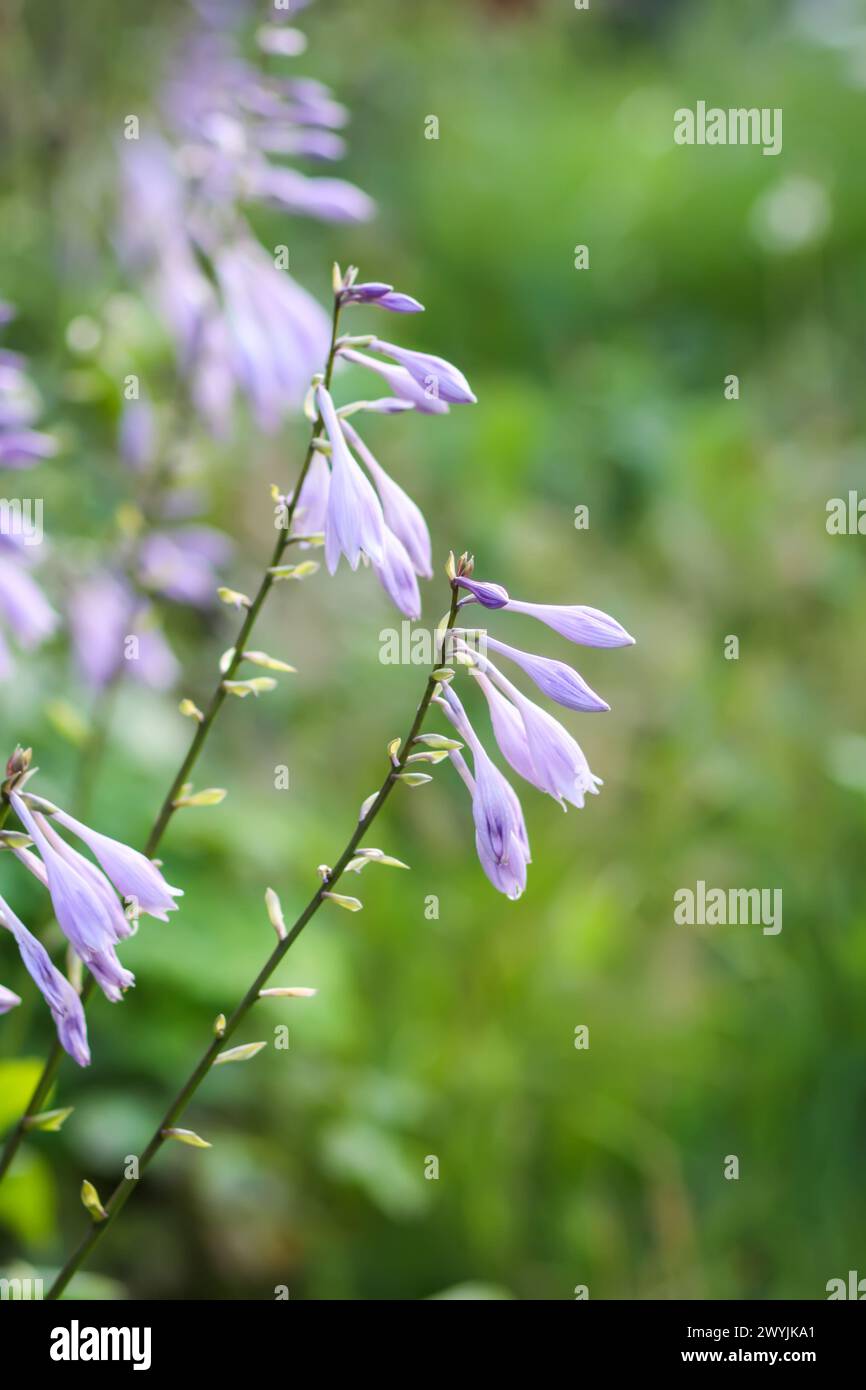 Hosta flower in bloom. Purple garden flowers Stock Photo - Alamy