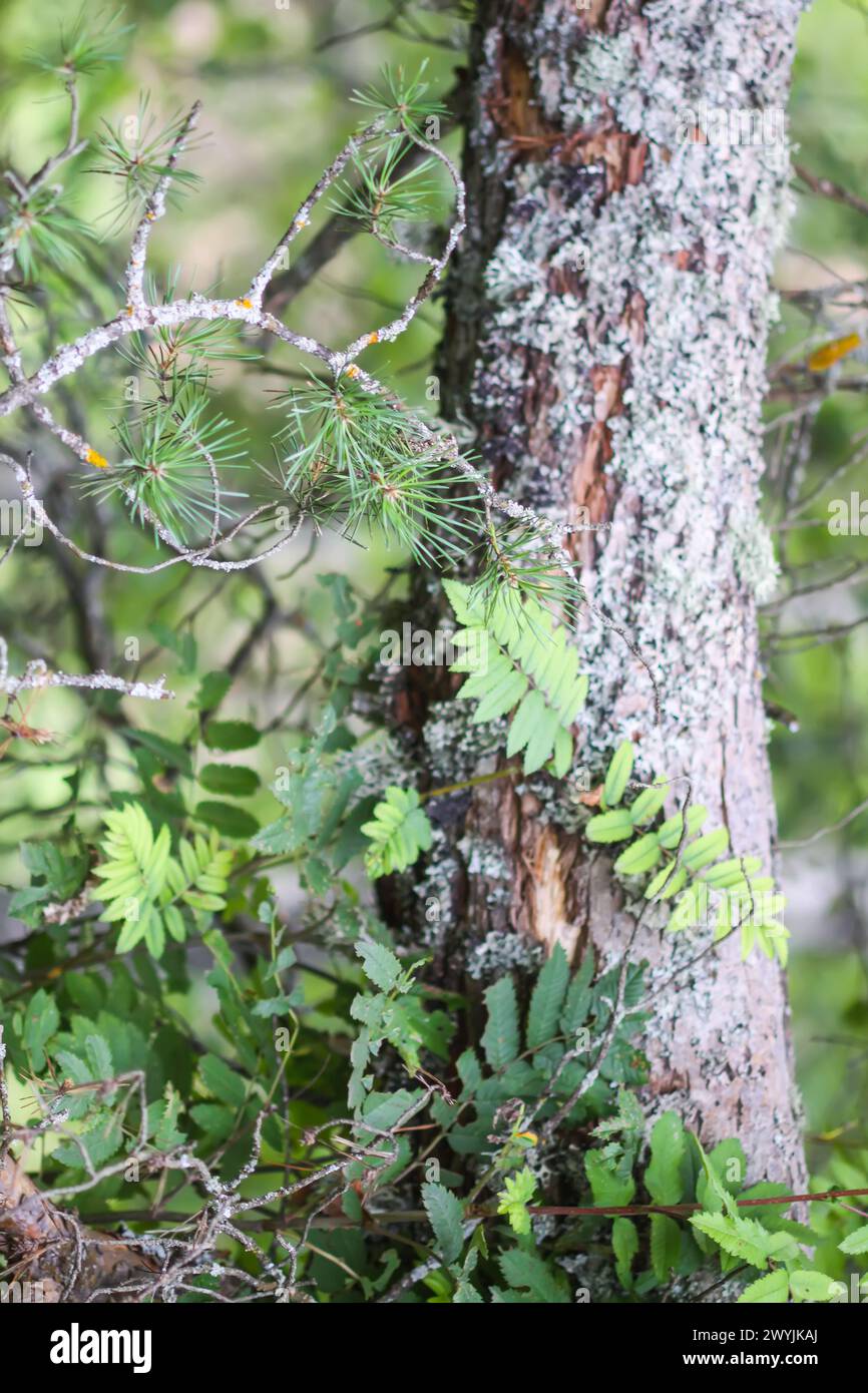Tree bark texture with lichen. Nature details in the wild forest Stock ...