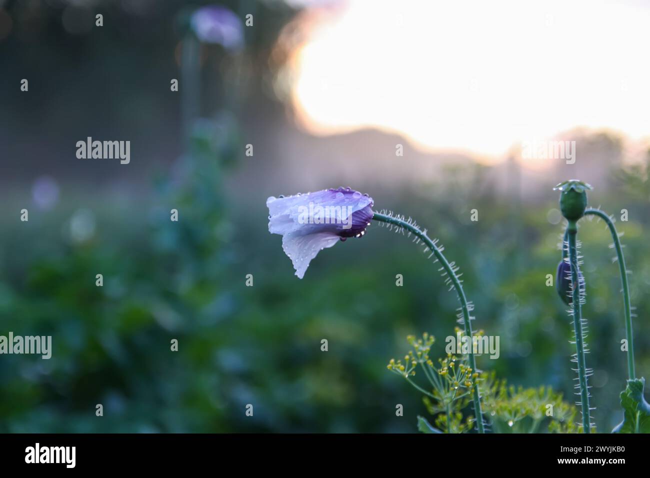 Purple poppy flowers in a fog Stock Photo - Alamy