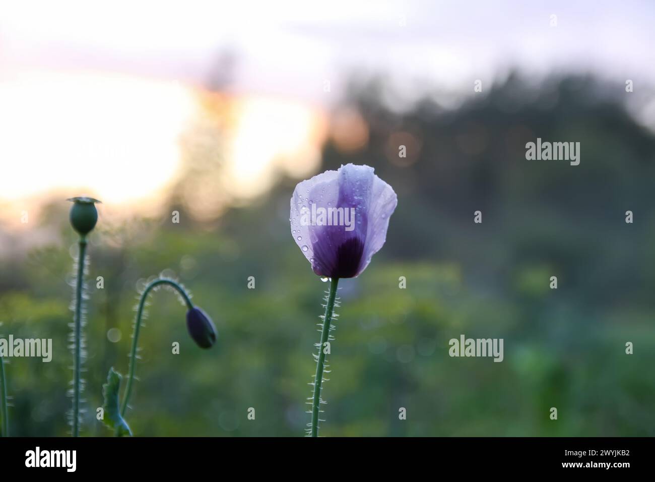 See flowers in the fog hi-res stock photography and images - Alamy