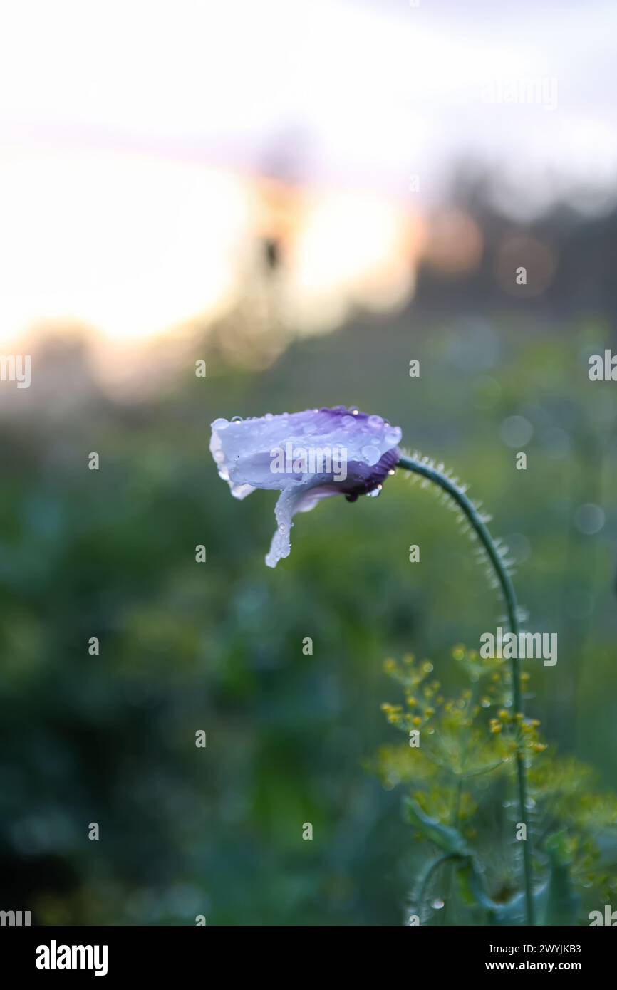 See flowers in the fog hi-res stock photography and images - Alamy