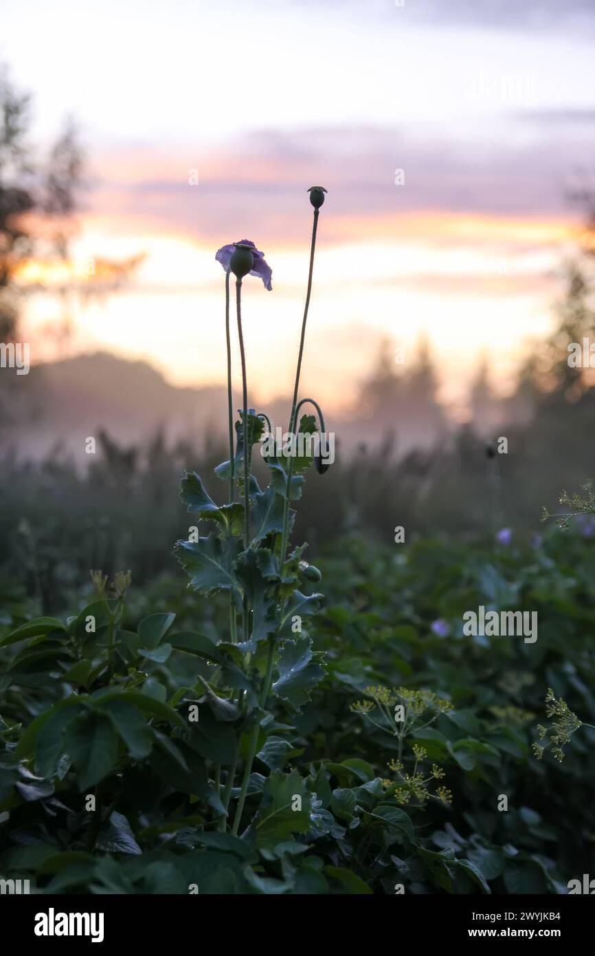 Flowers in the fog hi-res stock photography and images - Alamy