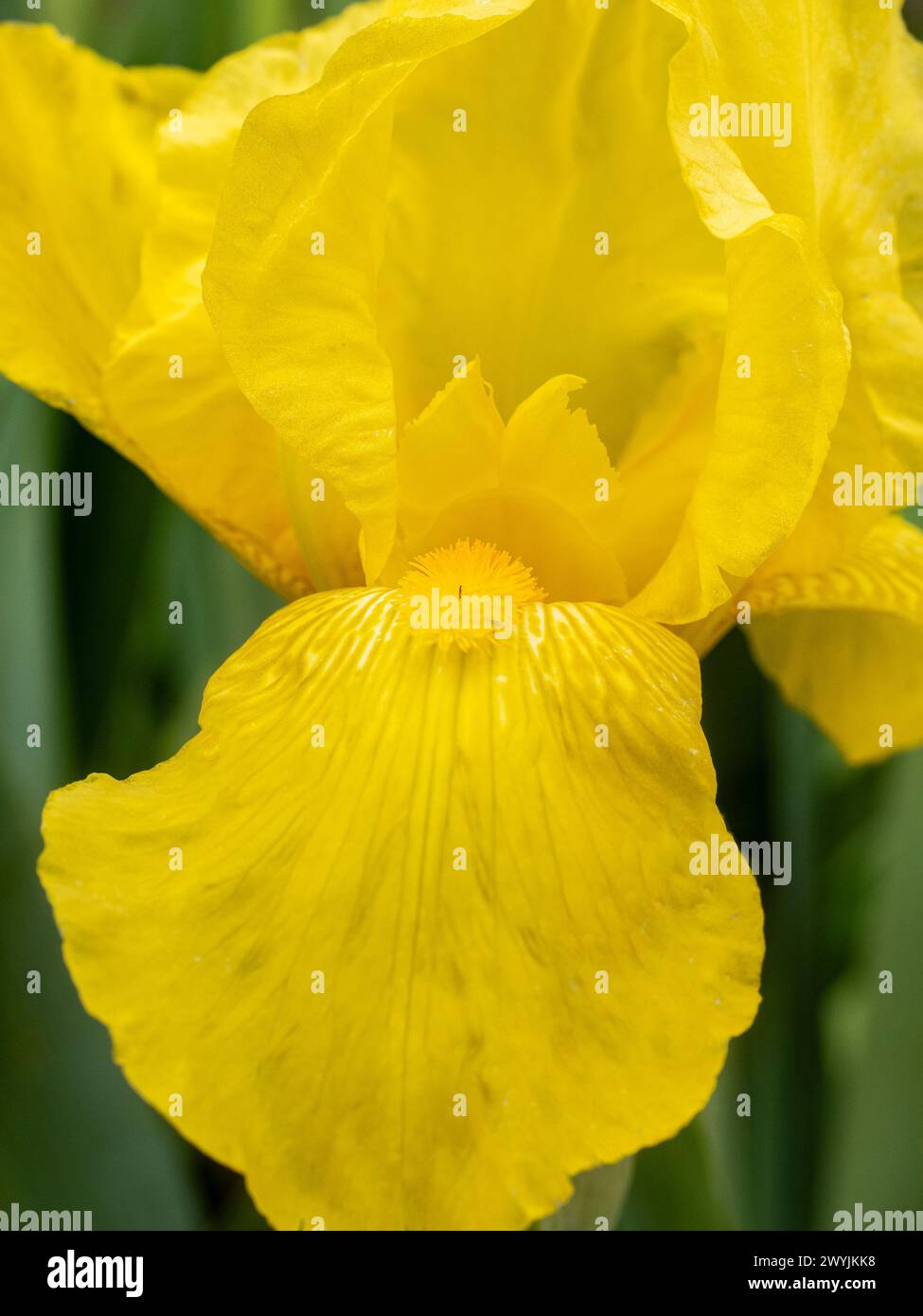 Extreme macro of red flower close up. Details of the inner flower of ...